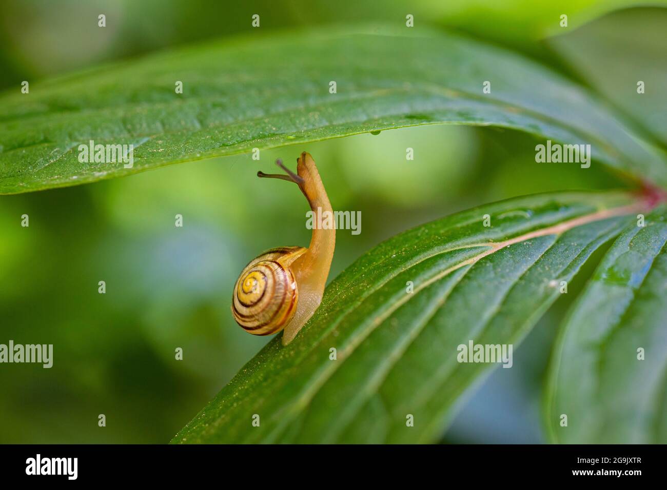 Grove snail hi-res stock photography and images - Alamy
