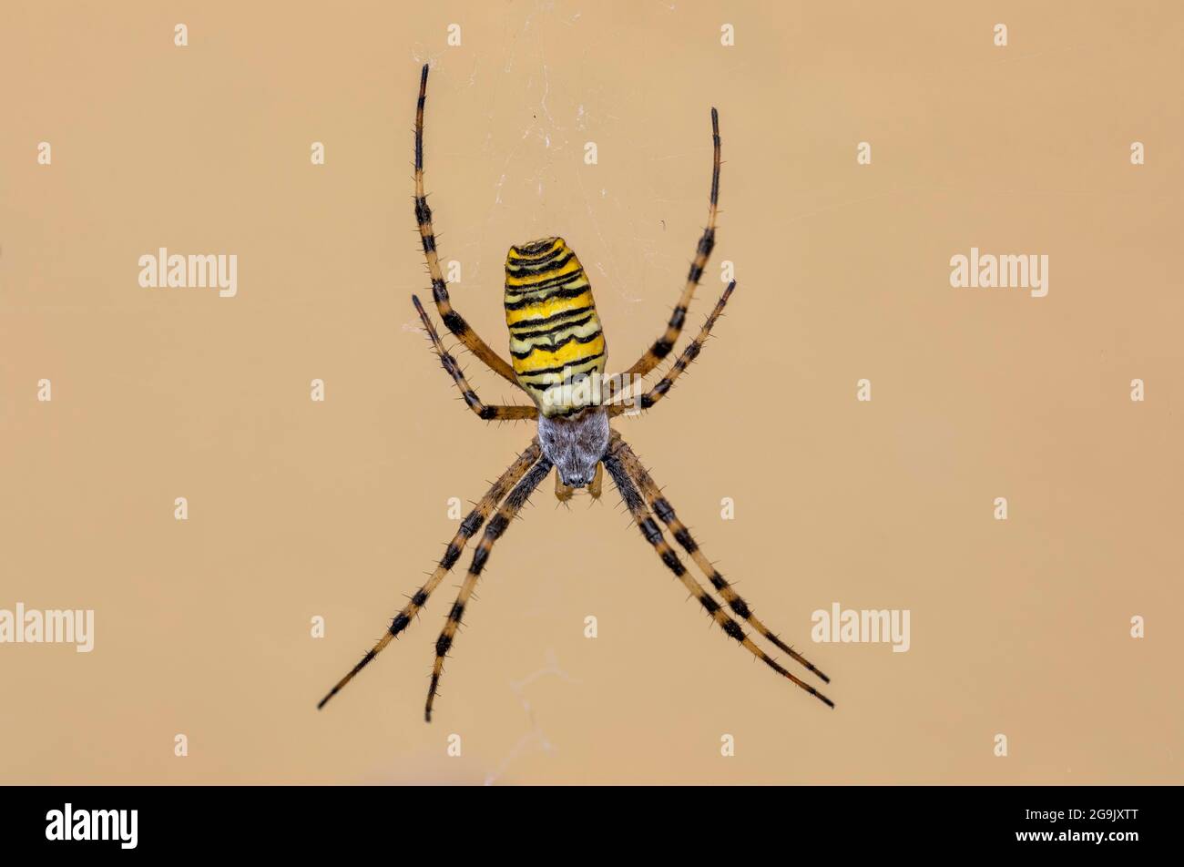 Wasp spider (Argiope bruennichi) in the garden, zebra spider, tiger ...