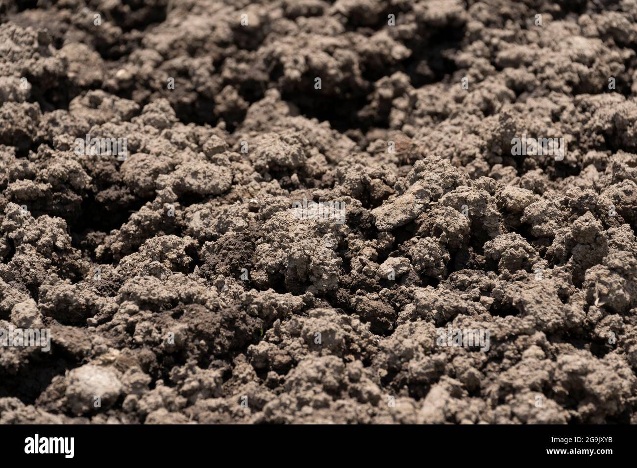Mud of rice field in June, just before rice planting, Isehara City ...