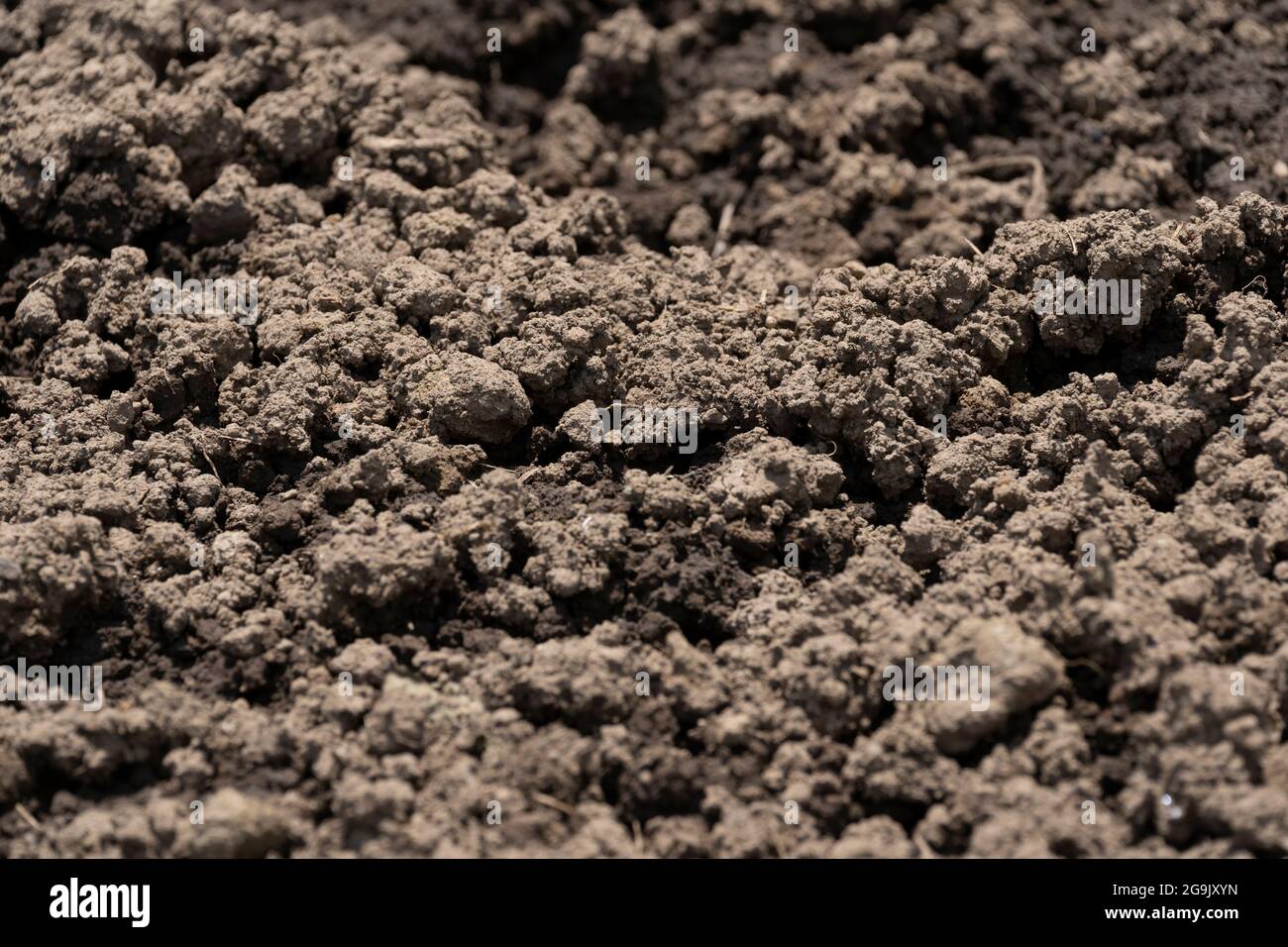 Mud of rice field in June, just before rice planting, Isehara City ...