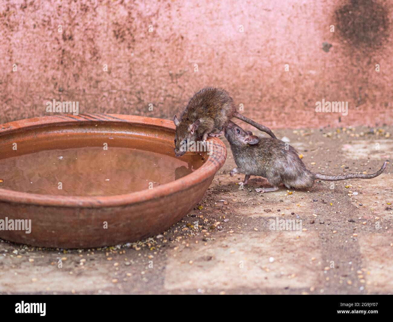 Sacred Rats, Karni Mata Temple or Rat Temple, Deshnoke, Rajasthan ...