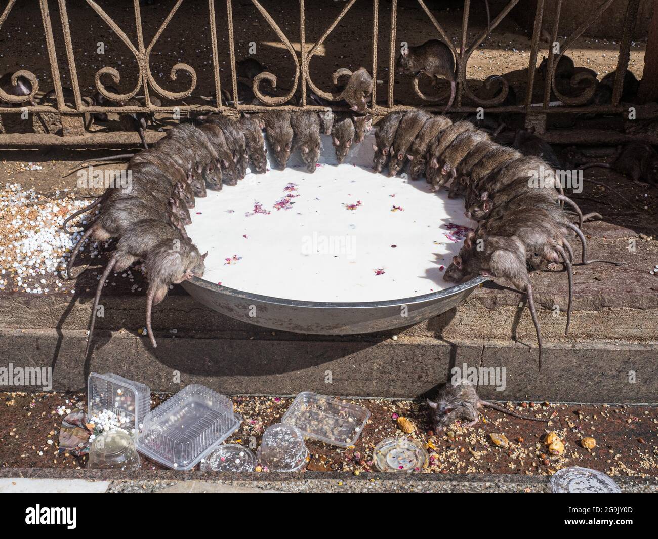 Sacred Rats, Karni Mata Temple or Rat Temple, Deshnoke, Rajasthan, India Stock Photo - Alamy