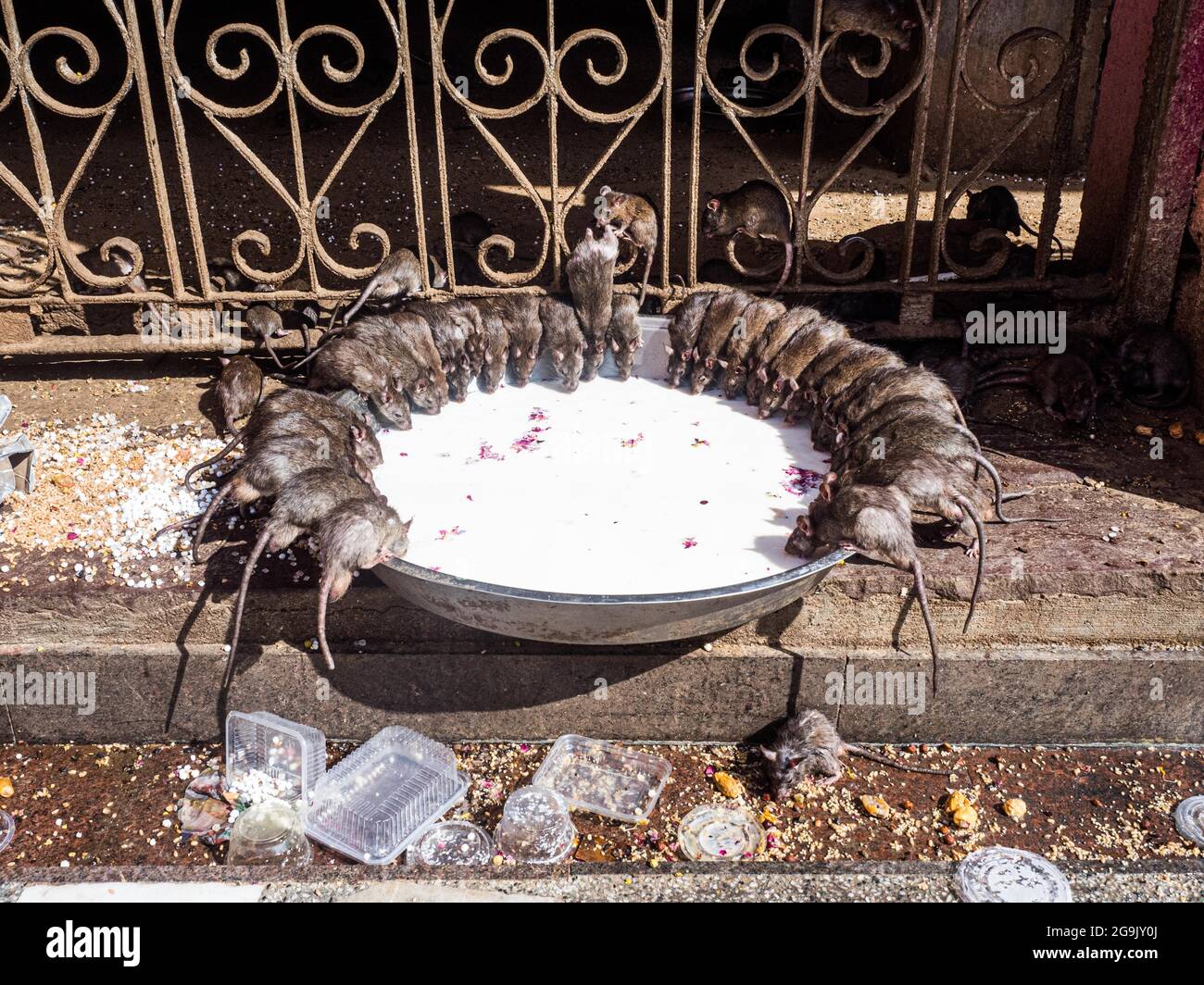 Sacred Rats, Karni Mata Temple or Rat Temple, Deshnoke, Rajasthan, India Stock Photo - Alamy