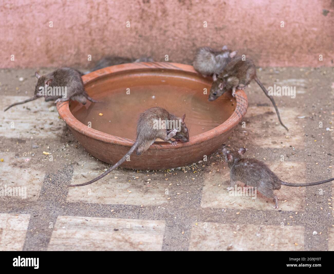 Sacred Rats, Karni Mata Temple or Rat Temple, Deshnoke, Rajasthan ...