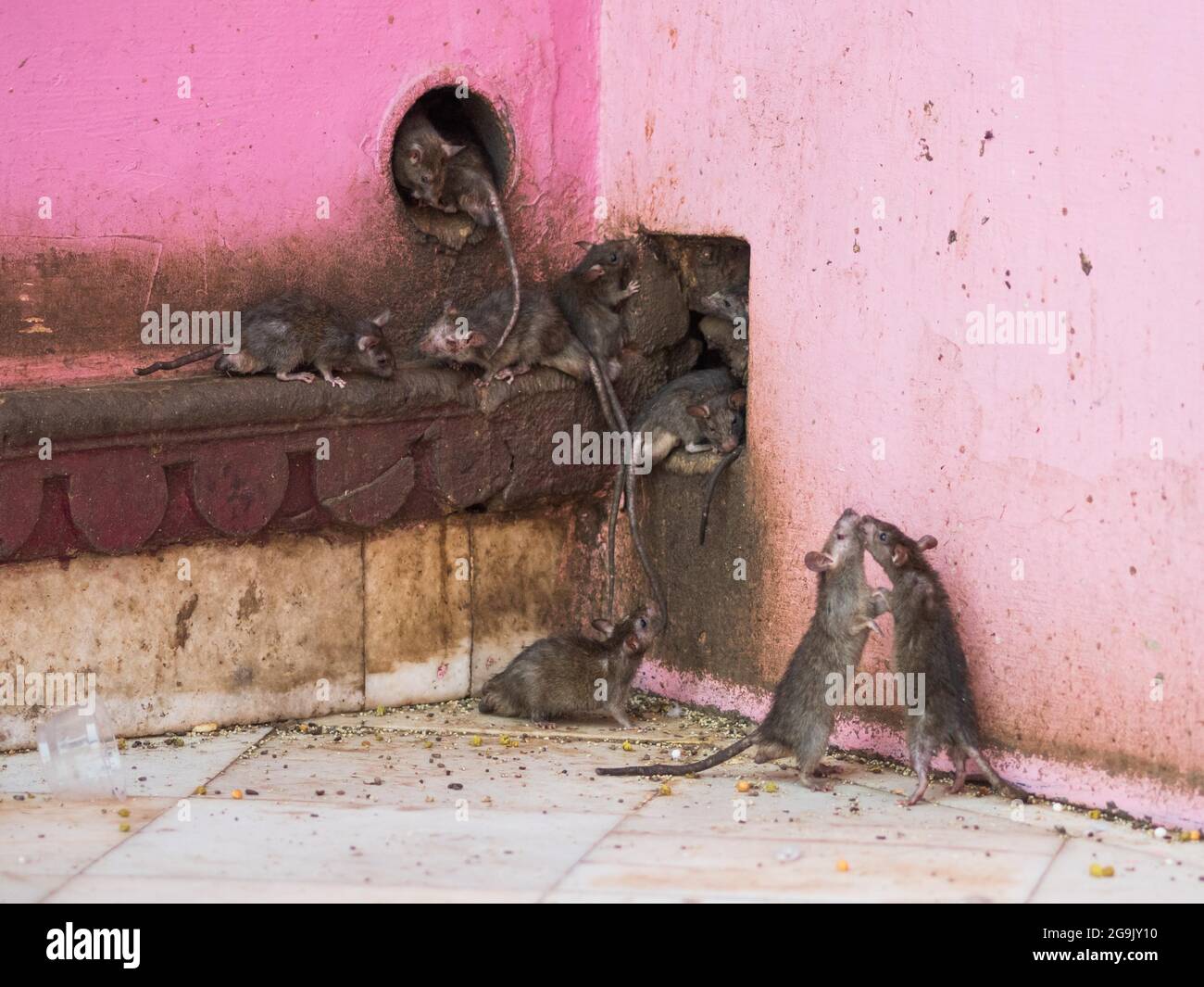 Sacred Rats, Karni Mata Temple or Rat Temple, Deshnoke, Rajasthan, India Stock Photo - Alamy