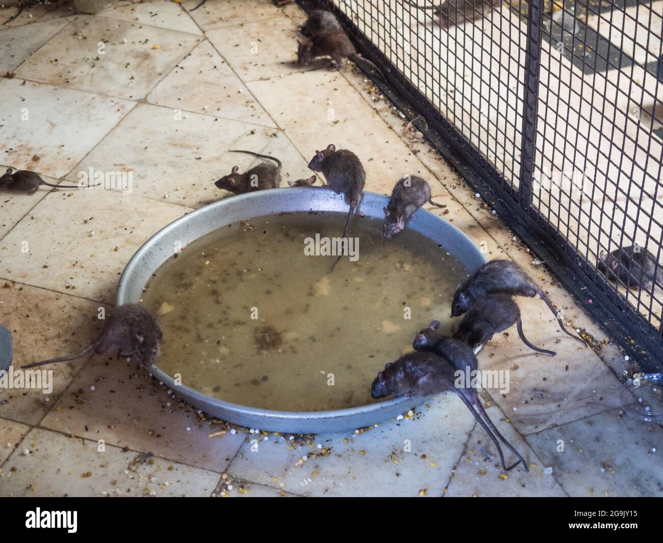 Sacred Rats, Karni Mata Temple or Rat Temple, Deshnoke, Rajasthan, India Stock Photo - Alamy