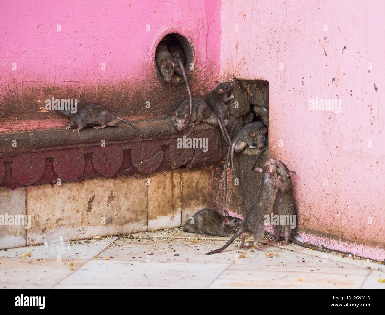 Rat temple deshnoke india hi-res stock photography and images - Alamy