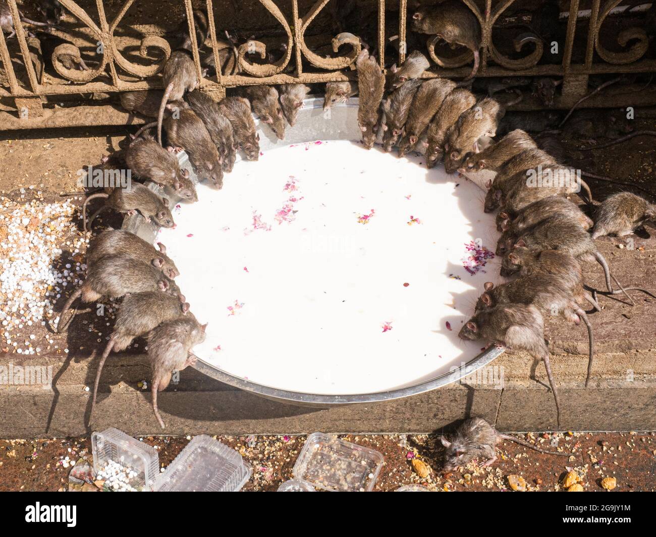 Sacred Rats, Karni Mata Temple or Rat Temple, Deshnoke, Rajasthan ...