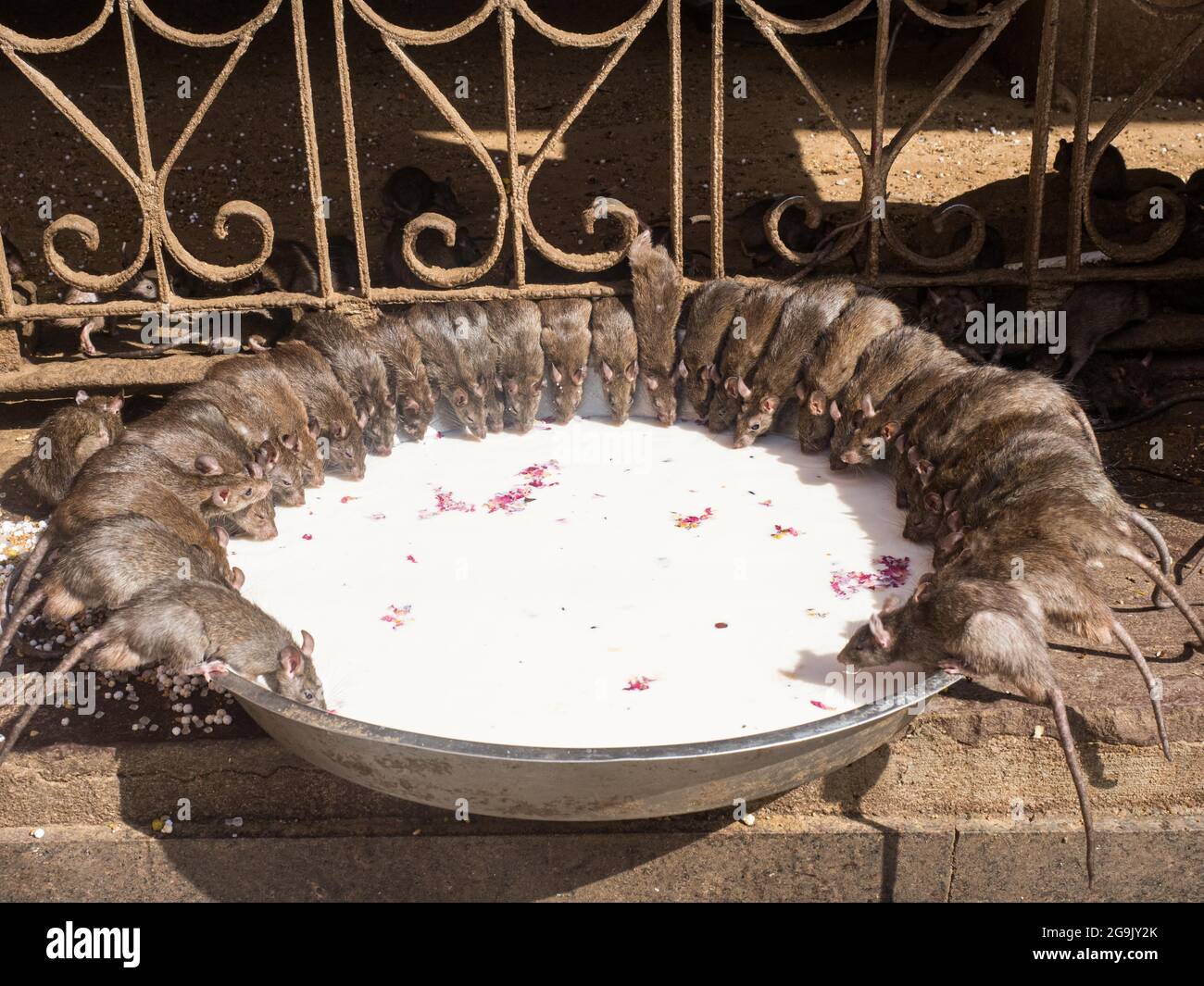 Sacred Rats, Karni Mata Temple or Rat Temple, Deshnoke, Rajasthan, India Stock Photo - Alamy