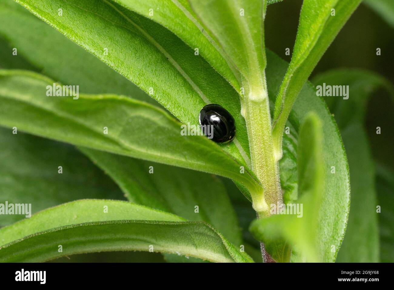 Cheilomenes sexmaculata hi-res stock photography and images - Alamy