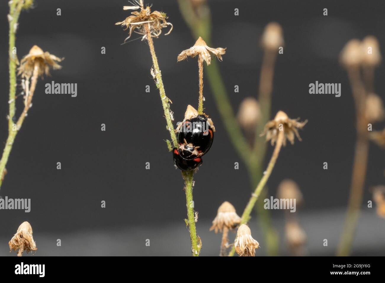 Cheilomenes sexmaculata hi-res stock photography and images - Alamy