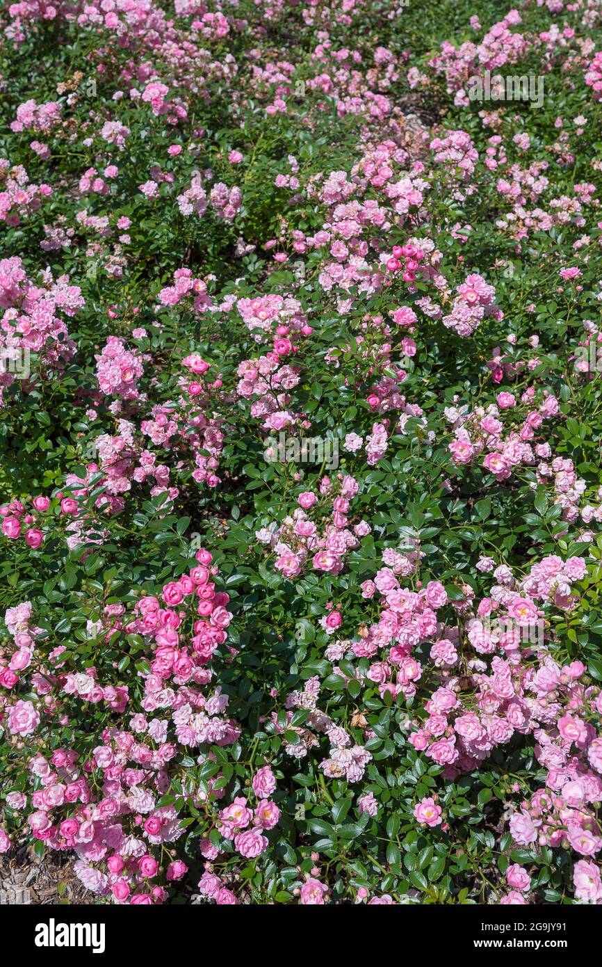 Shrub rose (Rosa), Munich, Upper Bavaria, Bavaria, Germany Stock Photo ...