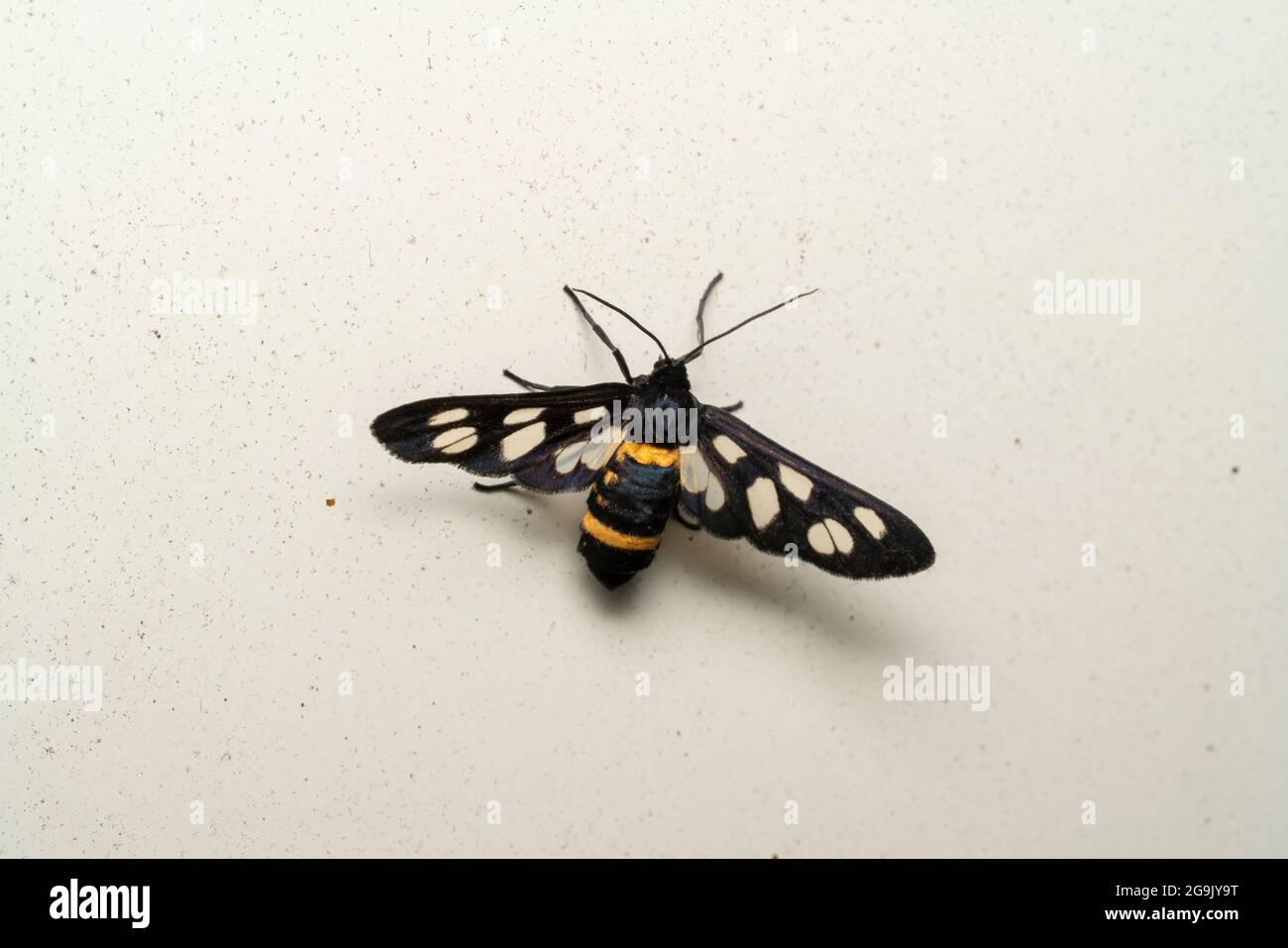 The white-spotted moth (Amata fortunei), Isehara City, Kanagawa ...