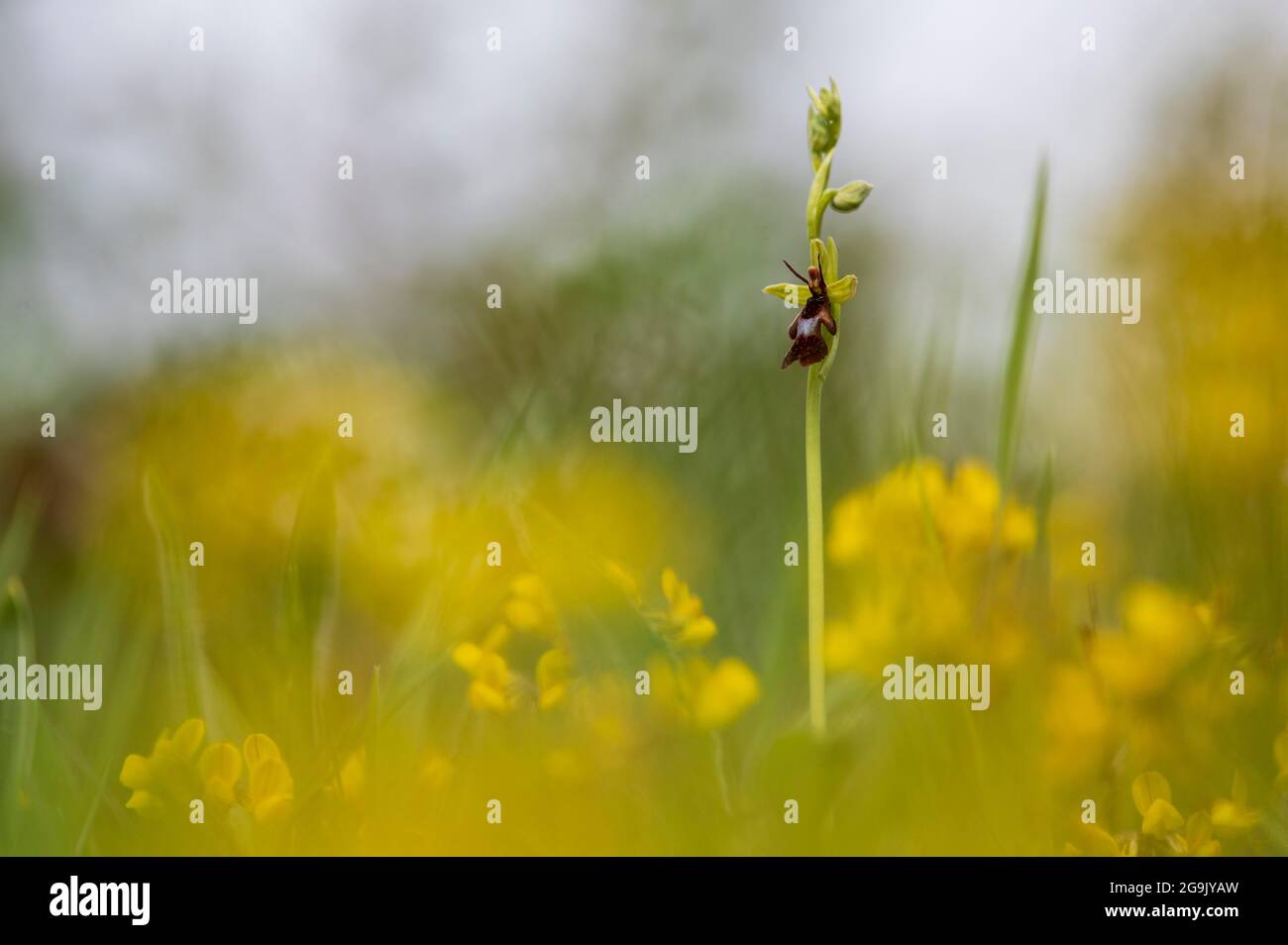 Fly orchid (Ophrys insectifera), Hesse, Germany Stock Photo - Alamy