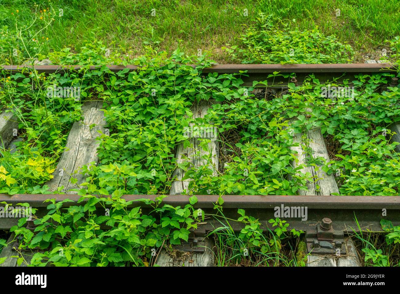Overgrown railway tracks. Background. Poland Stock Photo - Alamy