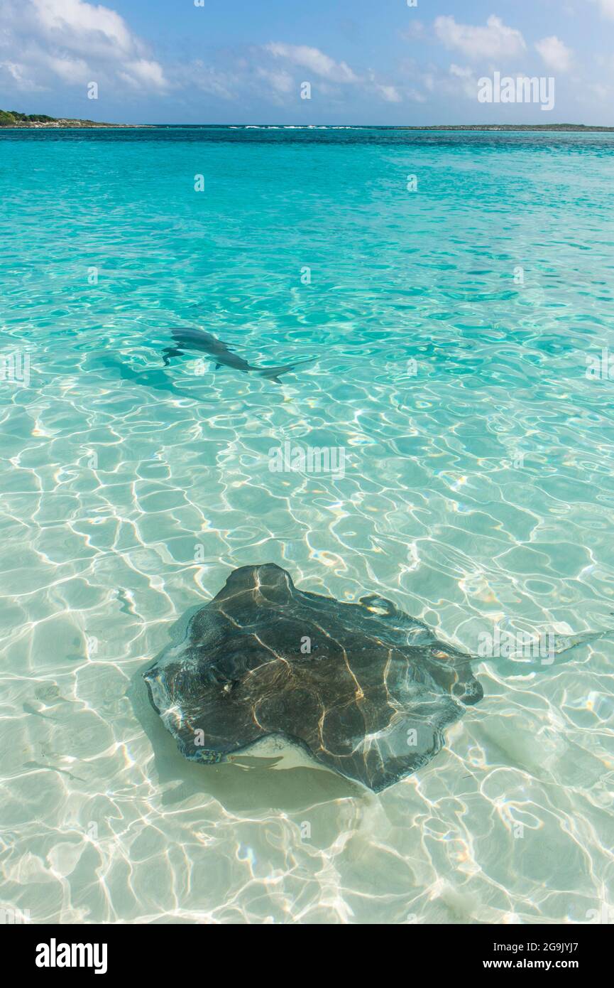 Rays swimming in the clear turquoise waters of the Exumas, Bahamas ...
