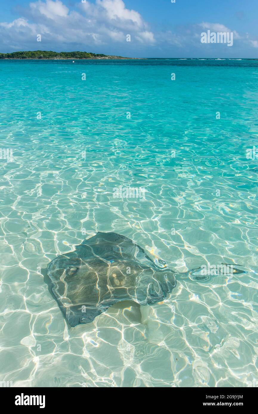 Ray swimming in the clear turquoise waters of the Exumas, Bahamas ...