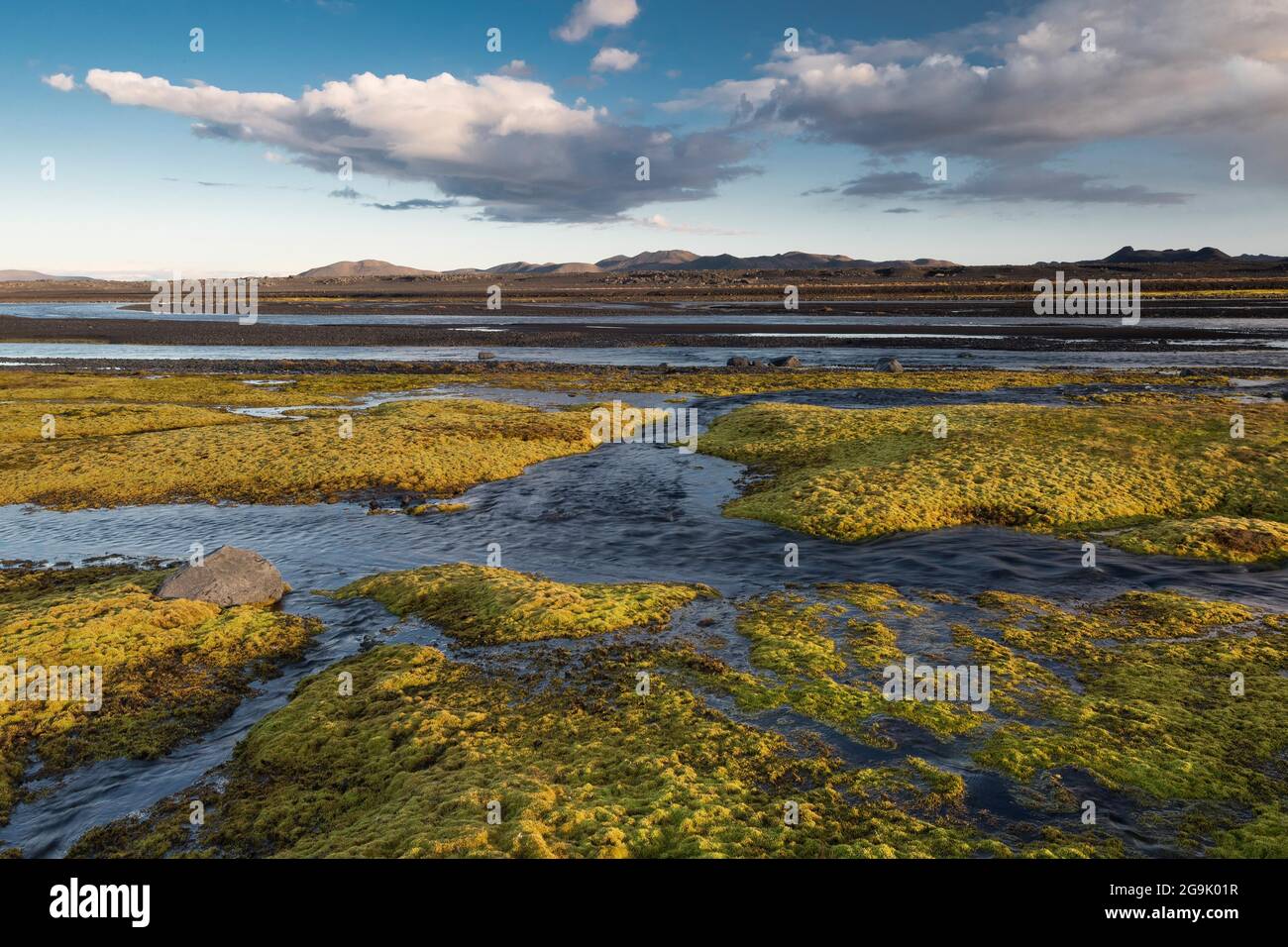 Fontinalis antipyretica hi-res stock photography and images - Alamy