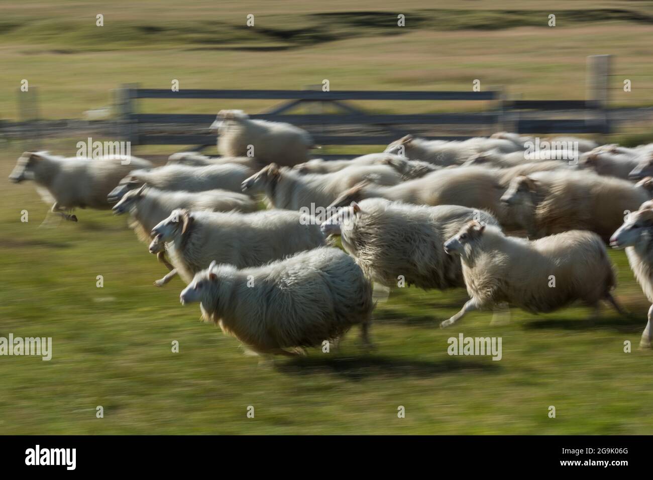 Movement of sheep hi-res stock photography and images - Alamy