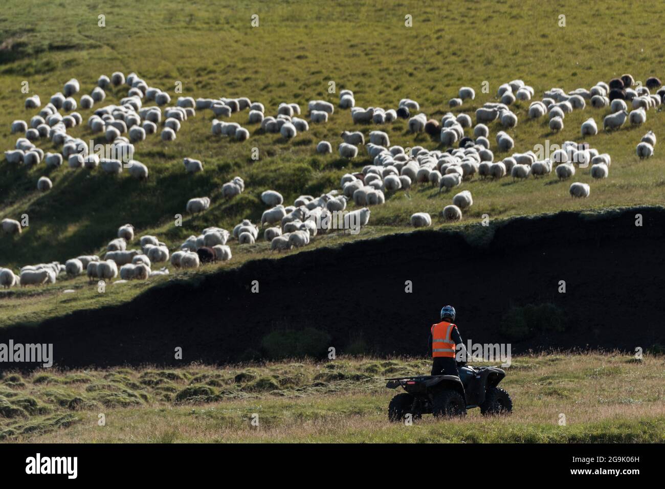 Domestic sheep (Ovis aries), man on quad at sheep drive or rettir ...