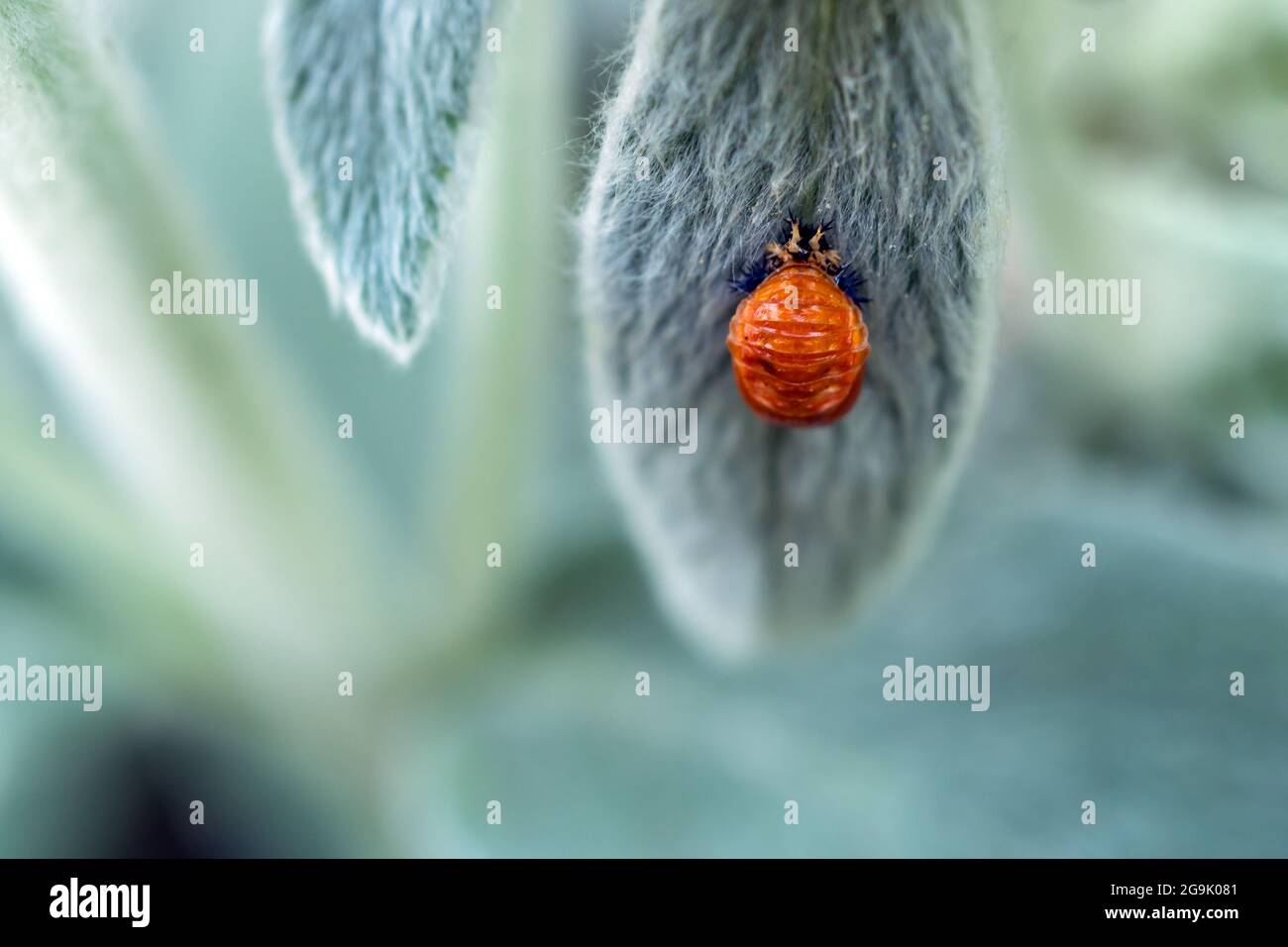 Orange ladybug larva on a fluffy mint green leaf Stock Photo - Alamy