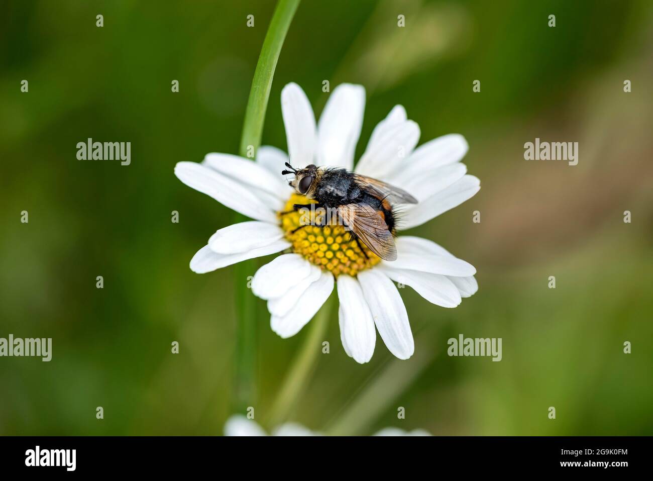 House Fly (Muscidae) on flowering marguerite (Leucanthemum) in wild ...