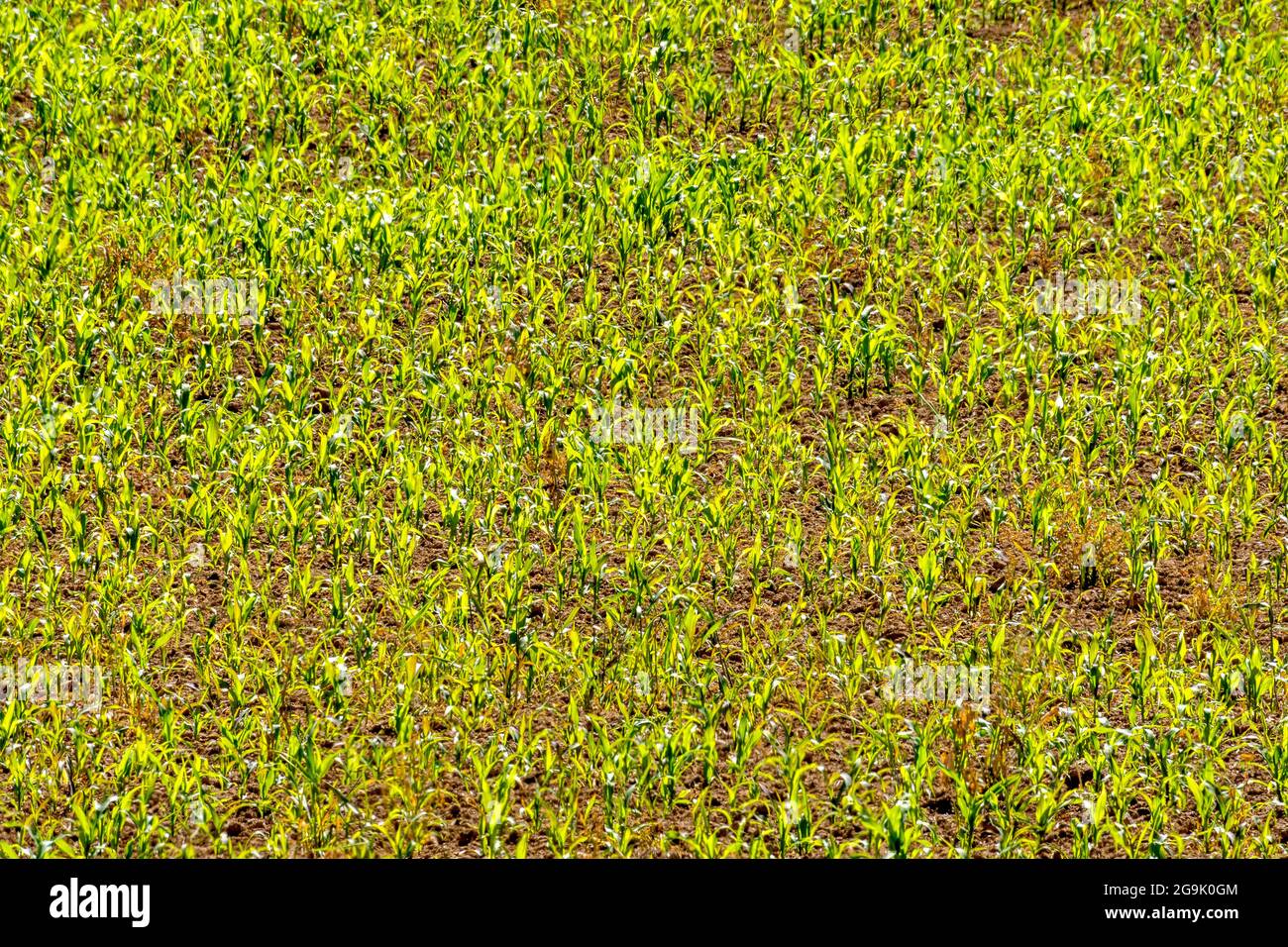 Background image, young maize plants in a backlit maize field, Germany ...