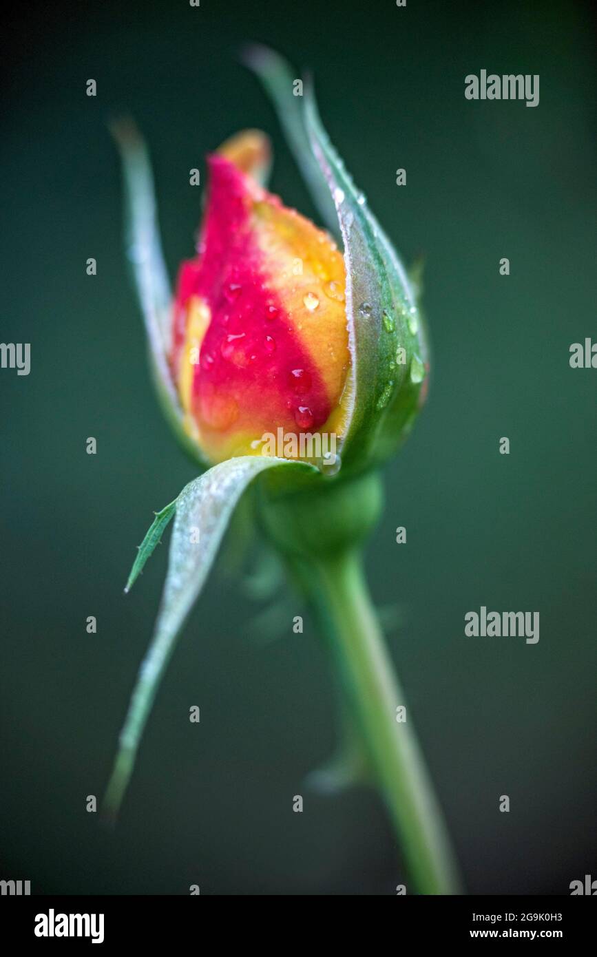 Soho rose hi-res stock photography and images - Alamy