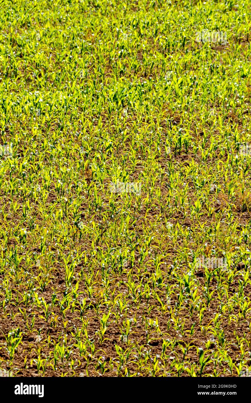 Background image, young maize plants in a backlit maize field, Germany ...