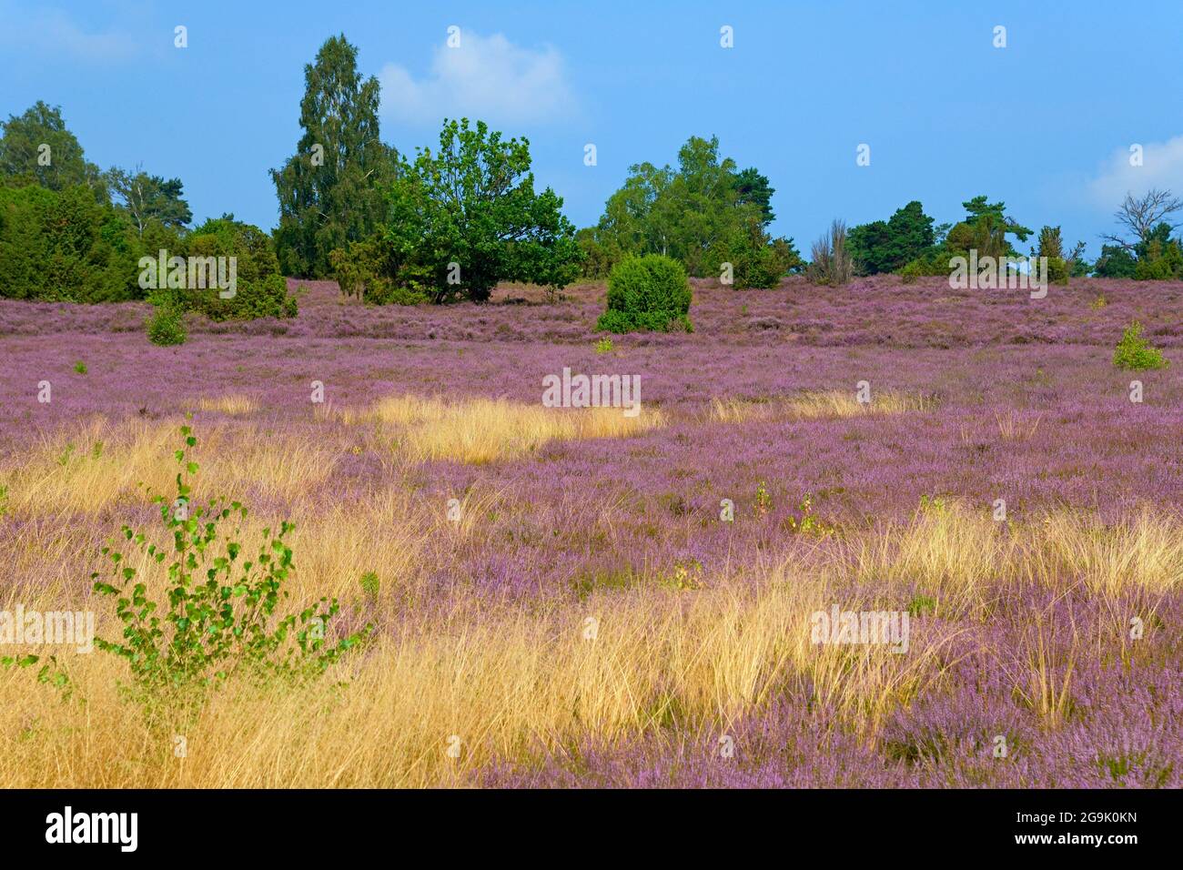 Heathland, Wietzer Berg, flowering Common Heather (Calluna Vulgaris ...