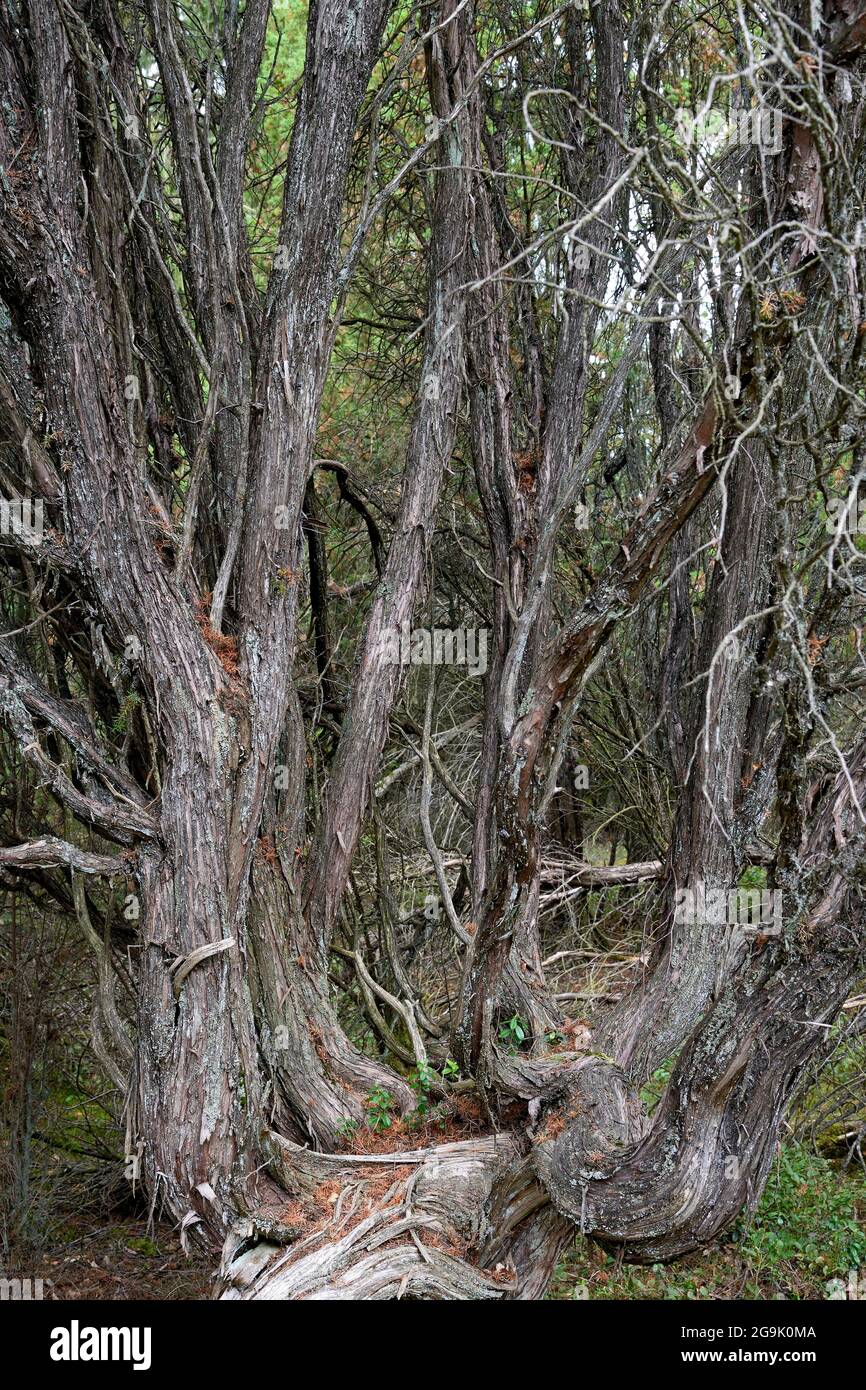 Heathland, Oberoher Heide, common juniper (Juniperus communis), old ...