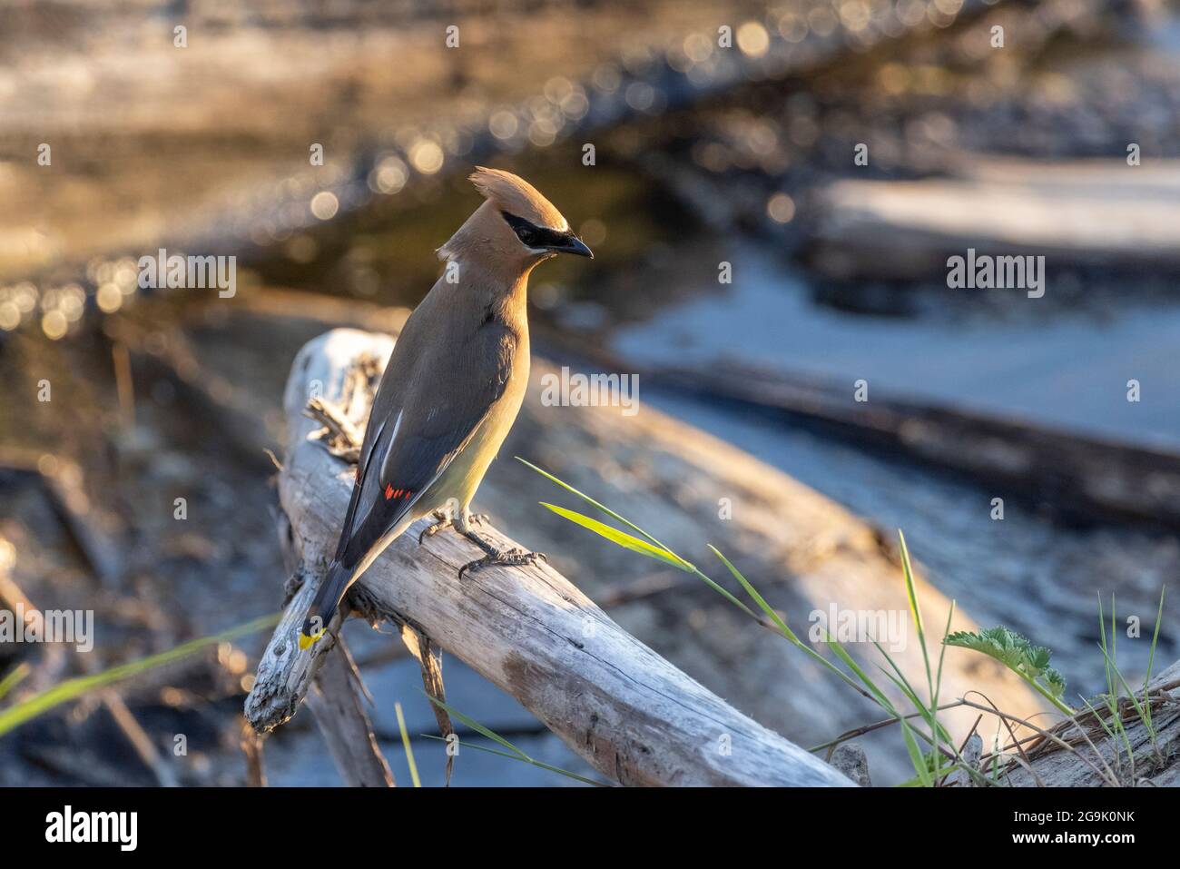 cedar waxwing bird at Vancouver BC Canada Stock Photo - Alamy