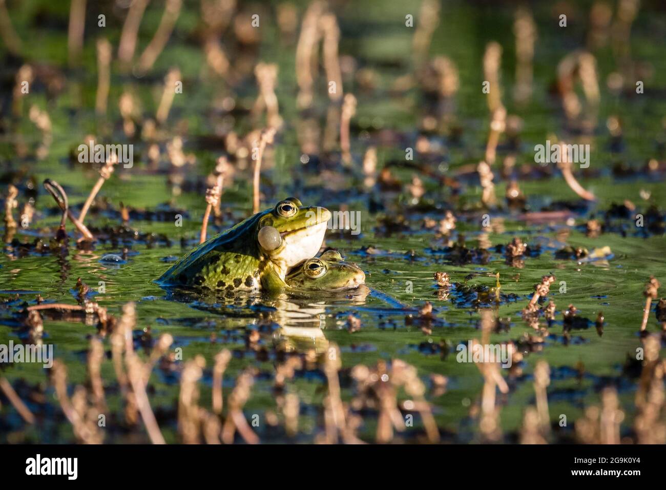 Green frog (rana esculenta), sitting in water plants in a pond, Lower ...