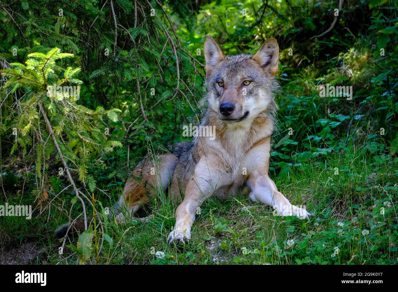 Wolf (canus lupus), attentive, captive, Gruenau, Upper Austria, Austria ...