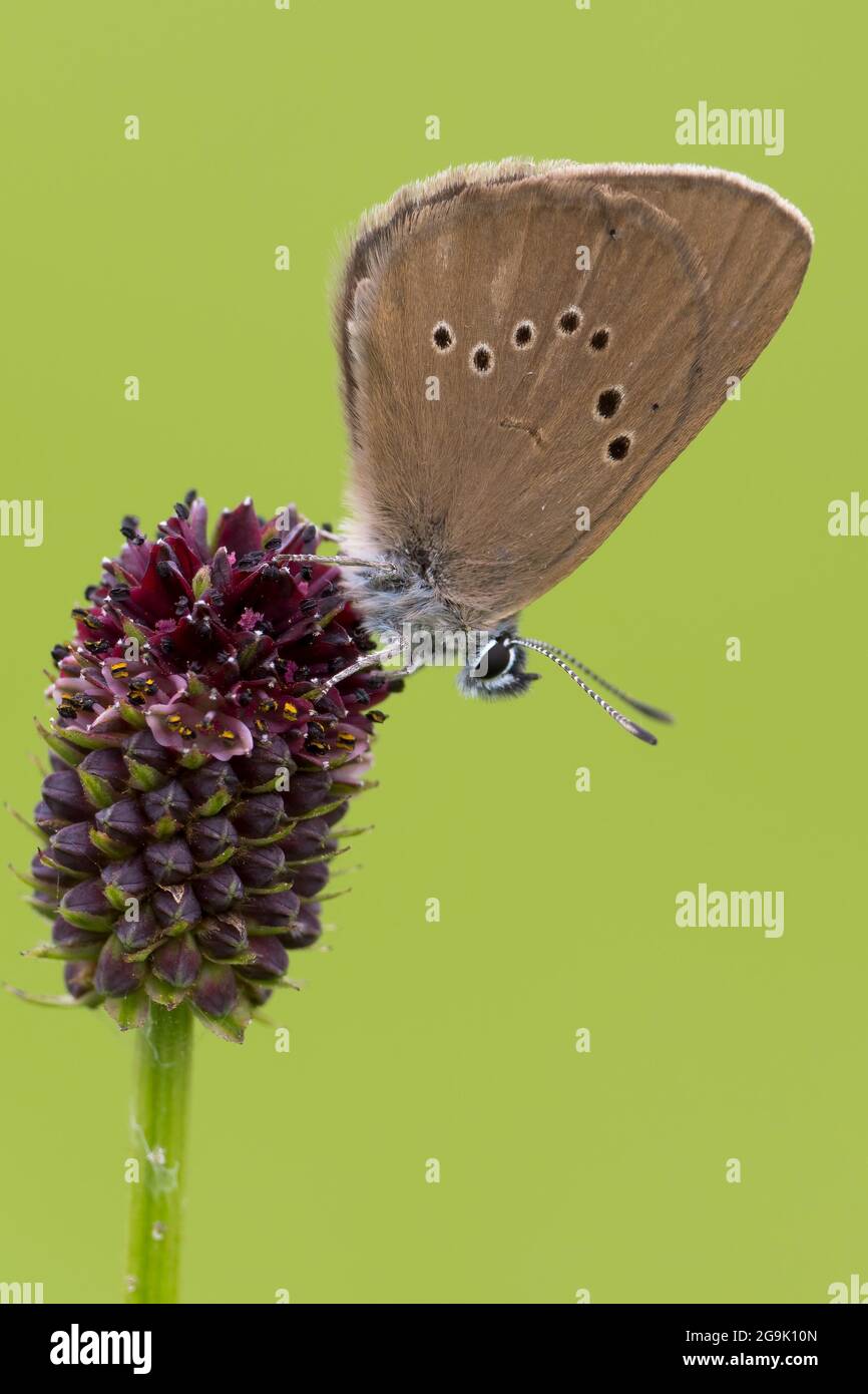 Dusky large blue (Glaucopsyche nausithous) on great meadow-blue ...
