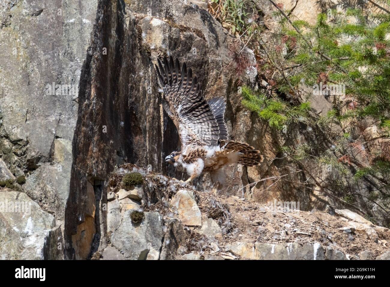 juvenile peregrine falcon bird at Abbotsford quarry BC Canada Stock ...