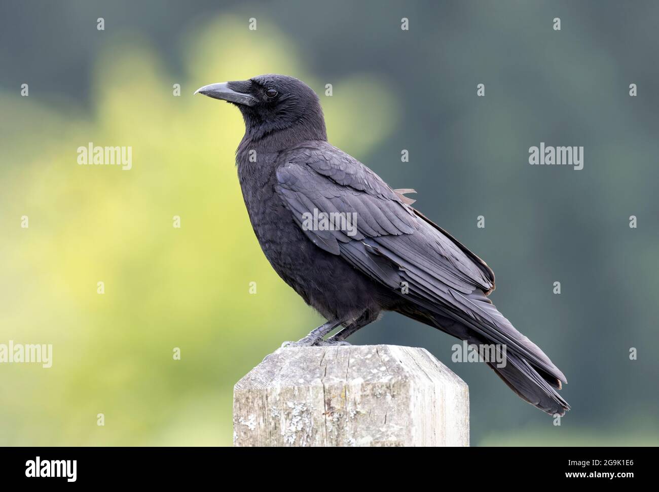 Northwestern crow bird at Vancouver BC Canada Stock Photo - Alamy