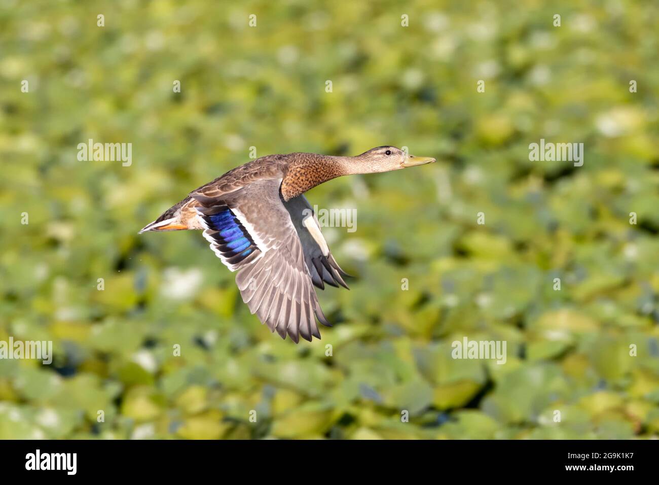 female mallard duck at Vancouver BC Canada Stock Photo - Alamy