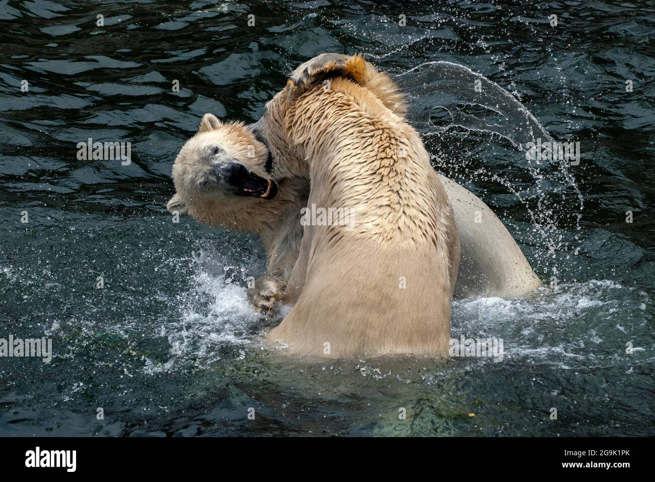 Ursus Genus High Resolution Stock Photography and Images - Alamy