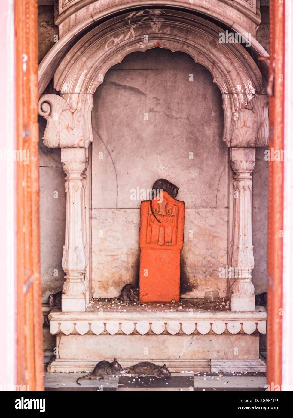 Prayer niche, Holy Rats, Karni Mata Temple or Rat Temple, Deshnoke, Rajasthan, India Stock Photo ...