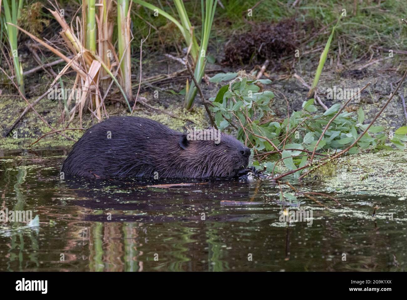 Canada vancouver beaver pond hi-res stock photography and images - Alamy