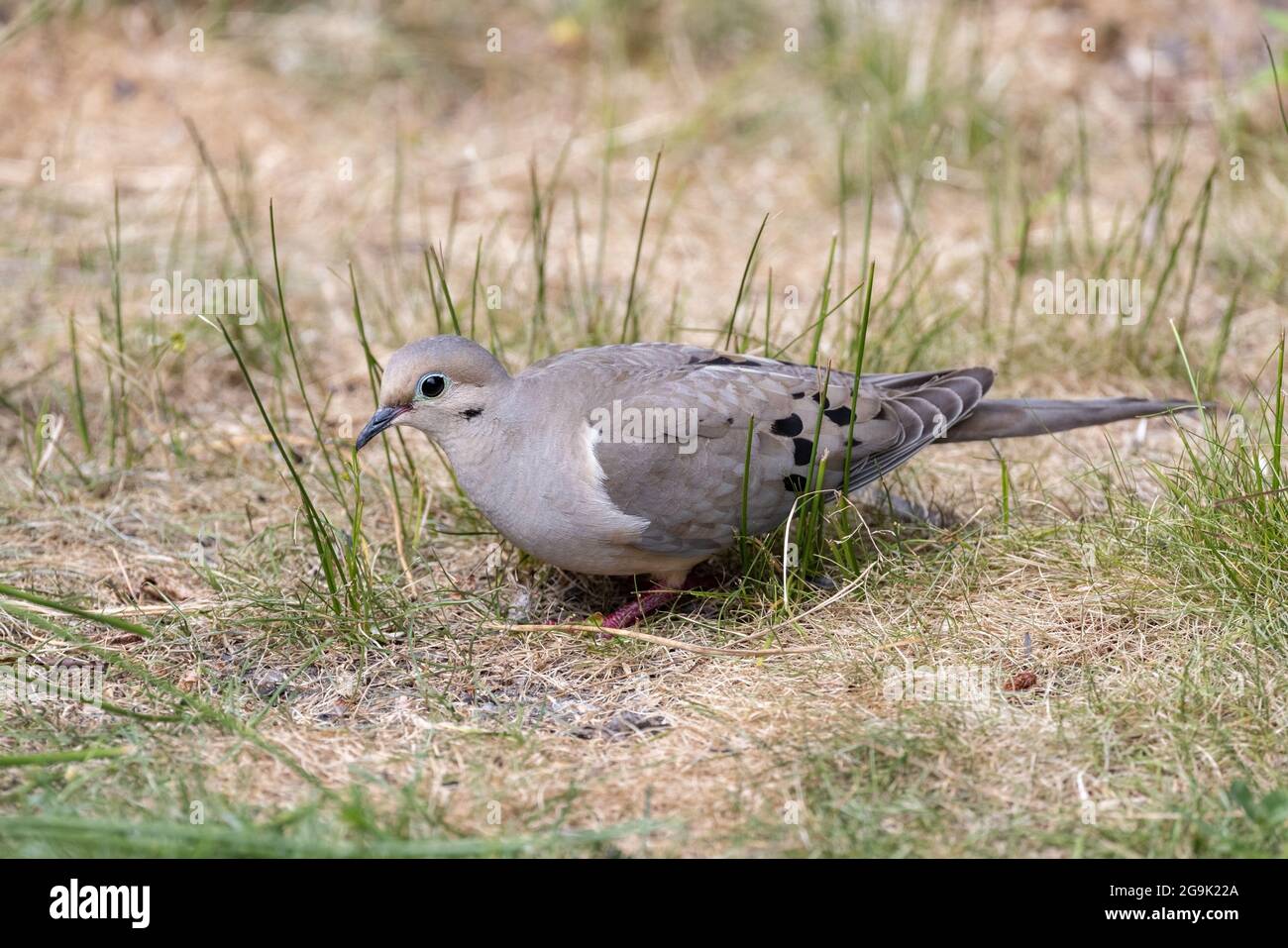 Mourning Dove bird at Vancouver BC Canada Stock Photo - Alamy