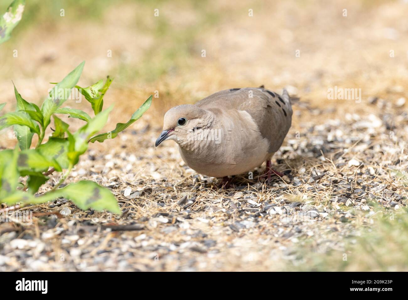 Mourning Dove bird at Vancouver BC Canada Stock Photo - Alamy