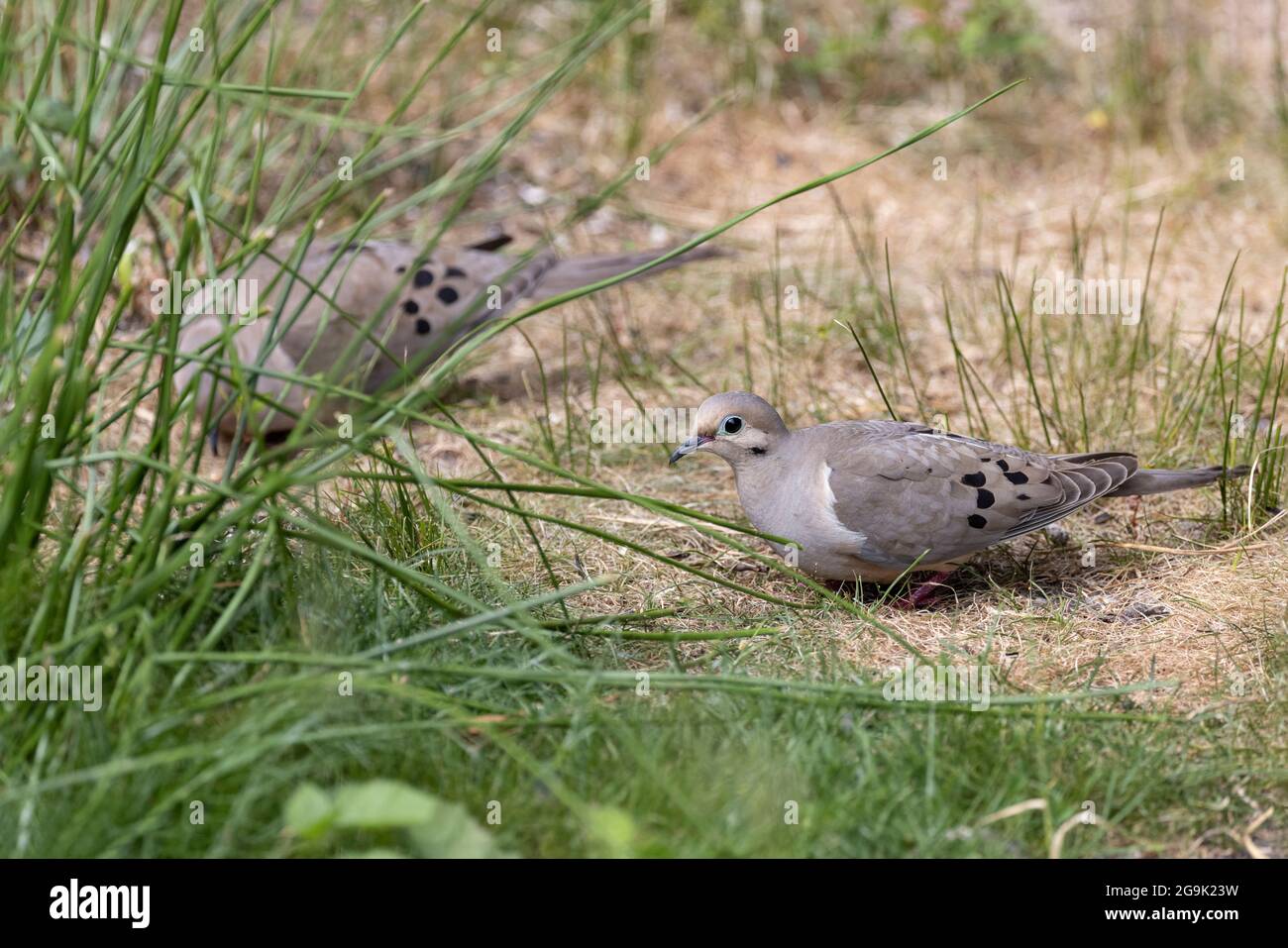 Mourning dove bird hi-res stock photography and images - Alamy