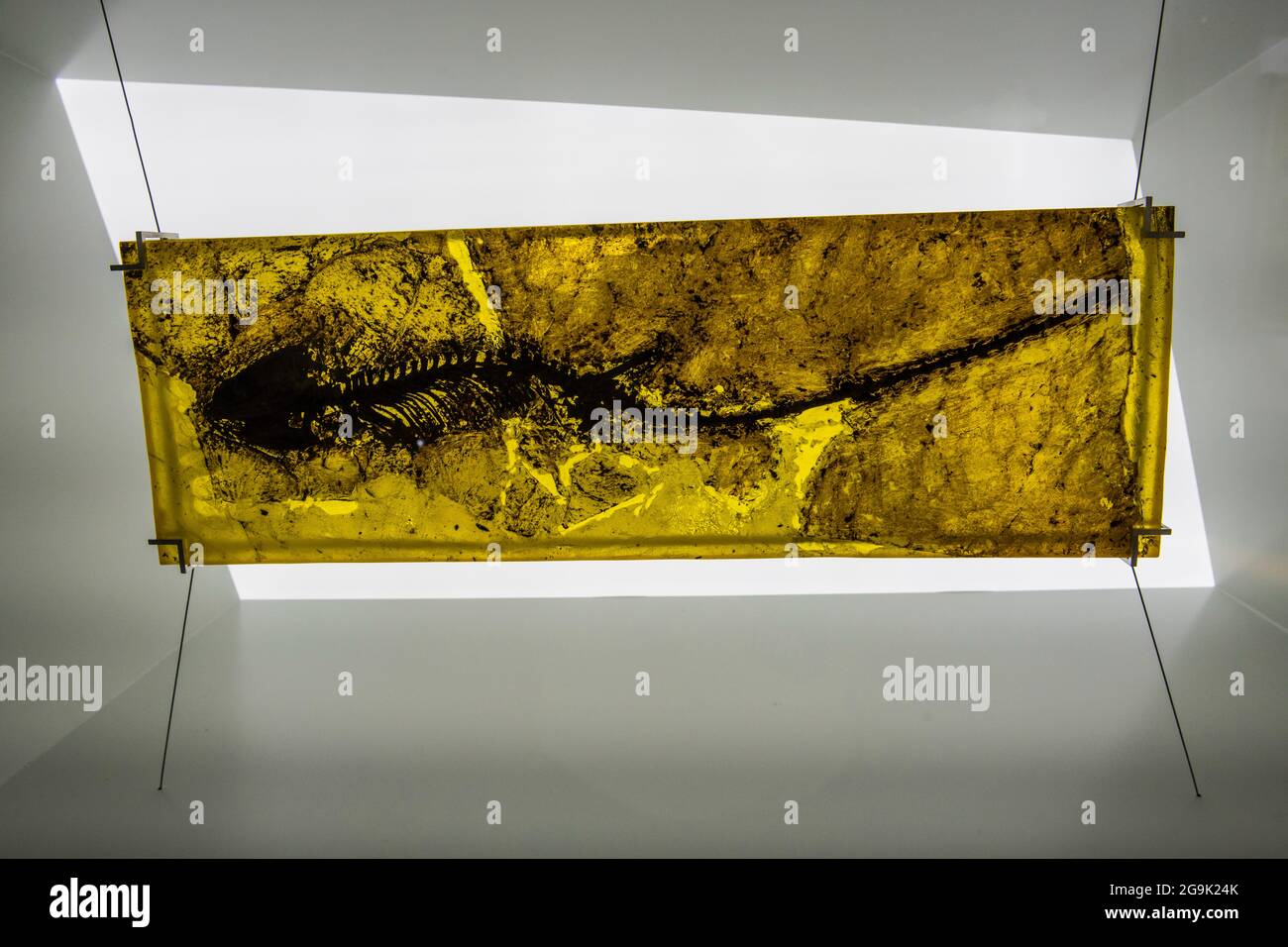 Well preserved fossils in the Unesco world heritage site Messel pit ...