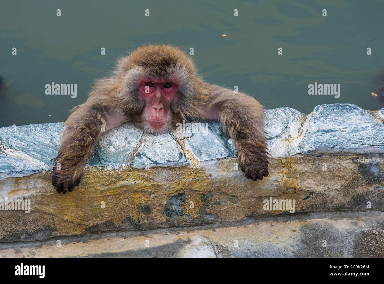 Hot-Tubbing Monkeys, Hakodate, Hokkaido, Japan Stock Photo - Alamy