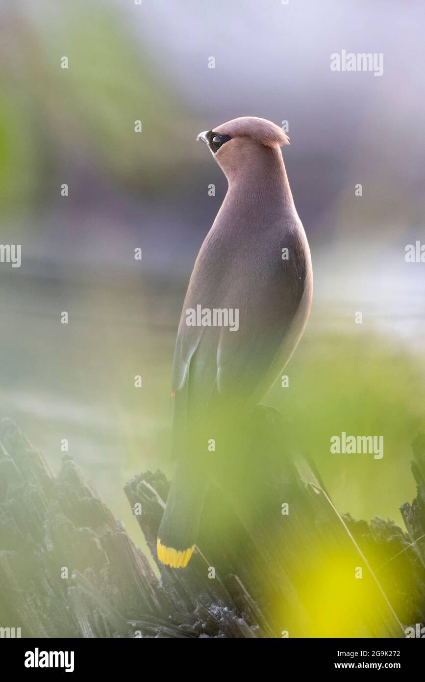 cedar waxwing bird at Vancouver BC Canada Stock Photo - Alamy