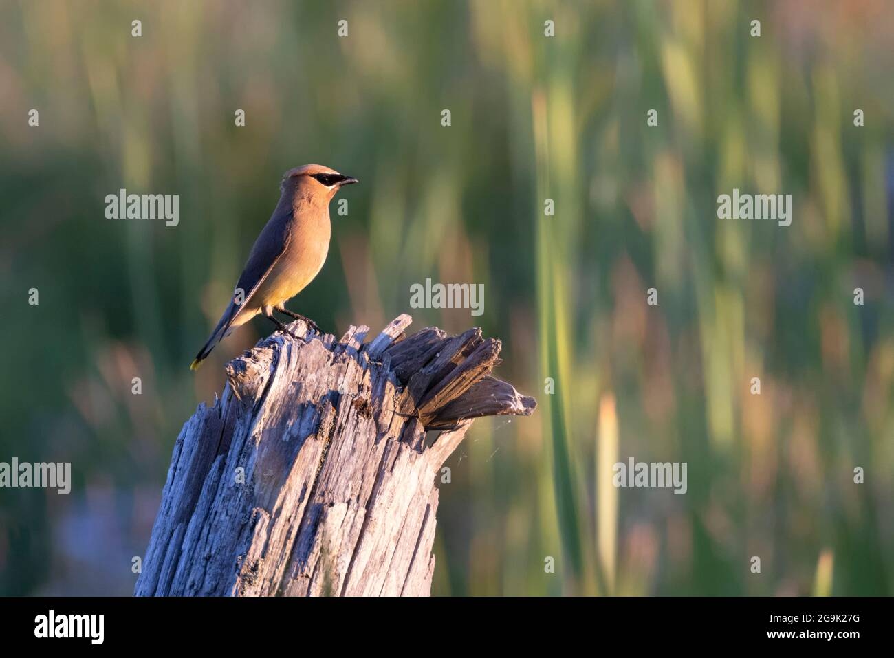 cedar waxwing bird at Vancouver BC Canada Stock Photo - Alamy