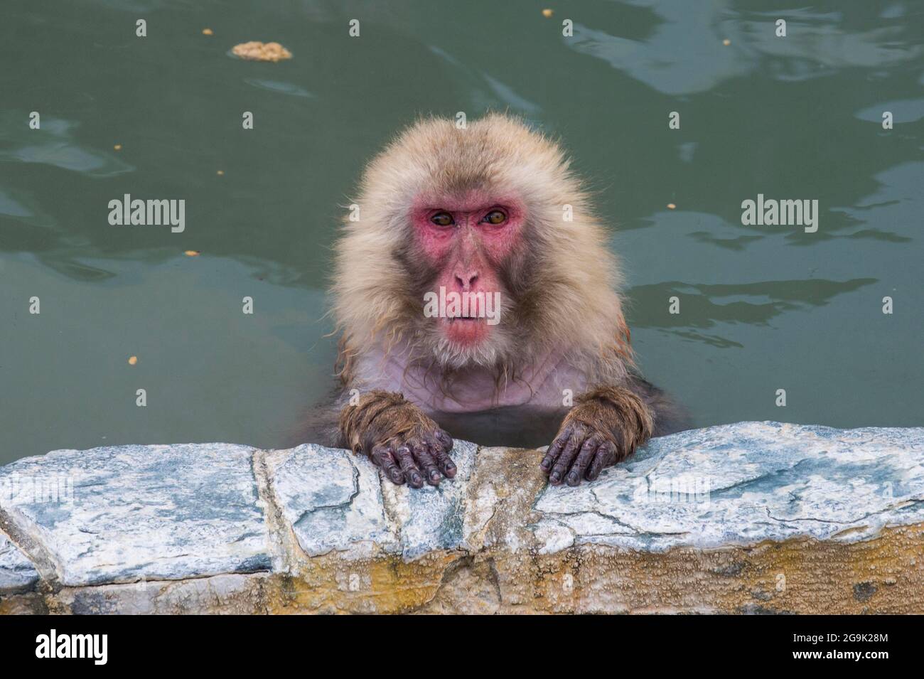 Hot-Tubbing Monkeys, Hakodate, Hokkaido, Japan Stock Photo - Alamy