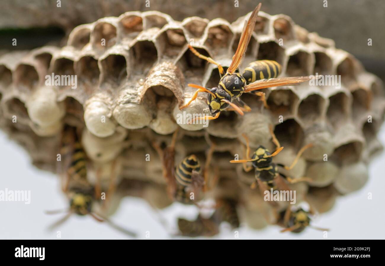 Vespula Germanica Nest High Resolution Stock Photography and Images - Alamy